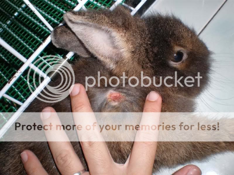 Big Lump Found! | Rabbits Online Pet Rabbit & Bunny Forum