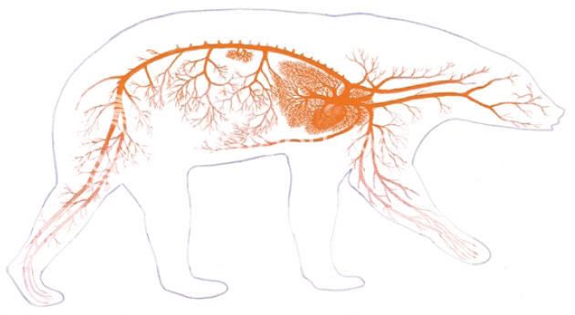 Castle Creek Outfitters - Black Bear Shot Placement & Anatomy