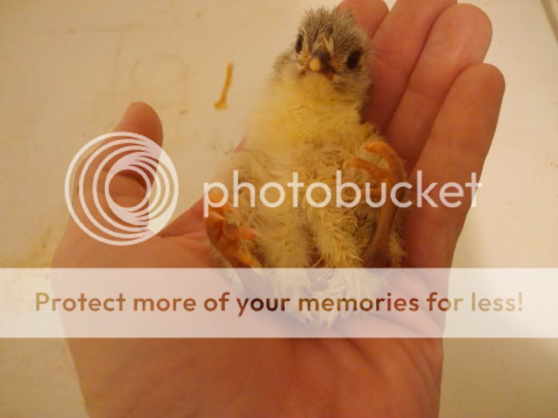 Newly hatched chick with leg deformity.. help please?! | BackYard ...