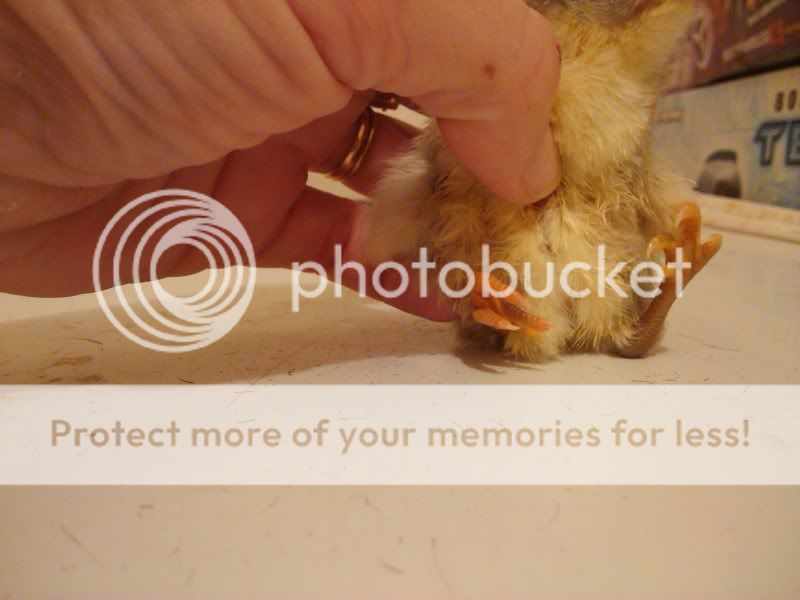 Newly hatched chick with leg deformity.. help please?! | BackYard ...