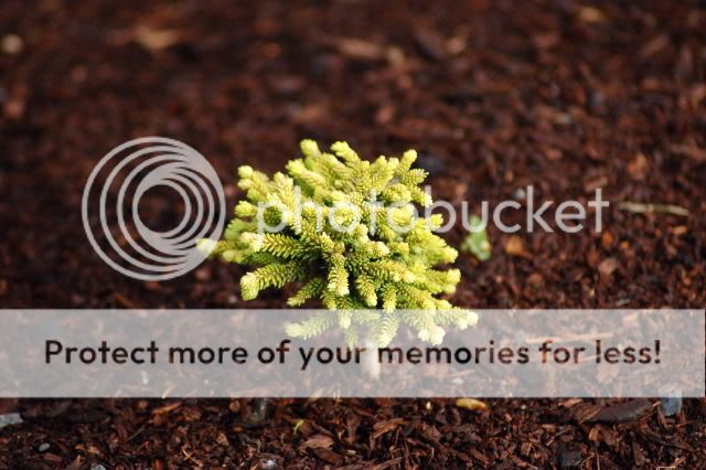 Some Yellow Conifers