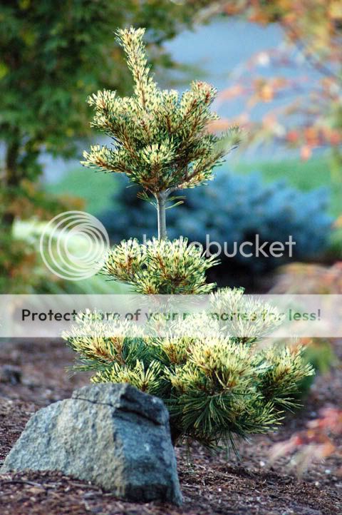 Some Yellow Conifers