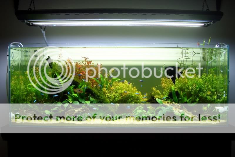 Shots of my ADA-120P | Page 4 | Aquatic Plant Forum