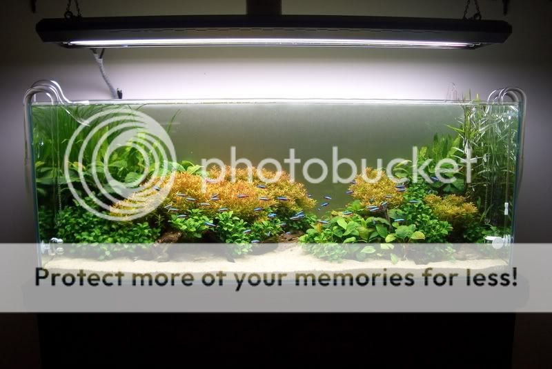 Shots of my ADA-120P | Page 4 | Aquatic Plant Forum