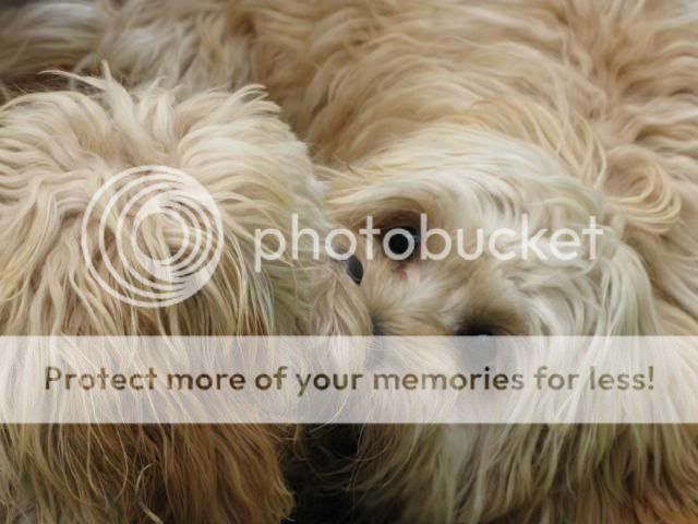 ~ Love ~ | I Love My Cockapoo Forums