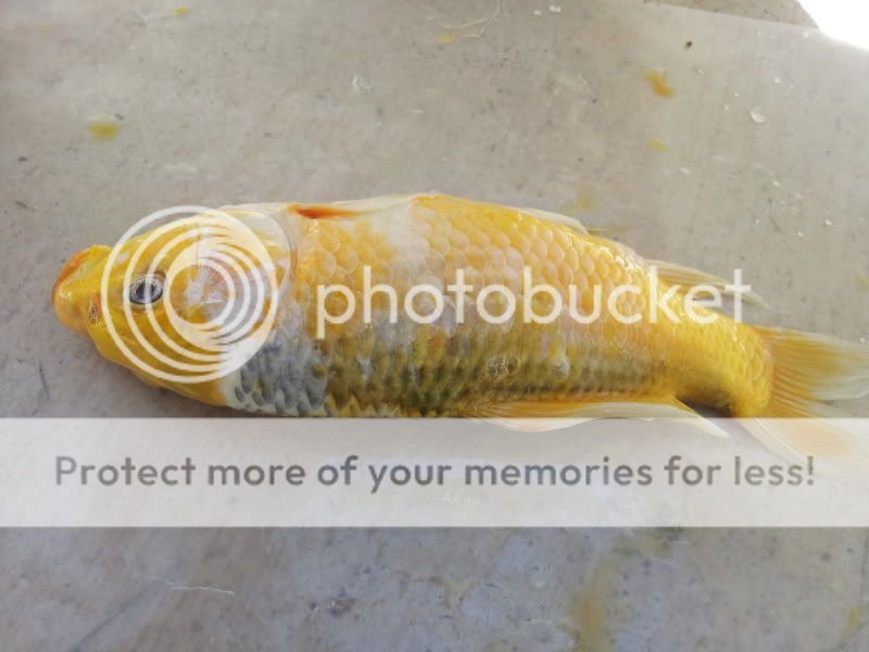 First koi dead in 3 years.